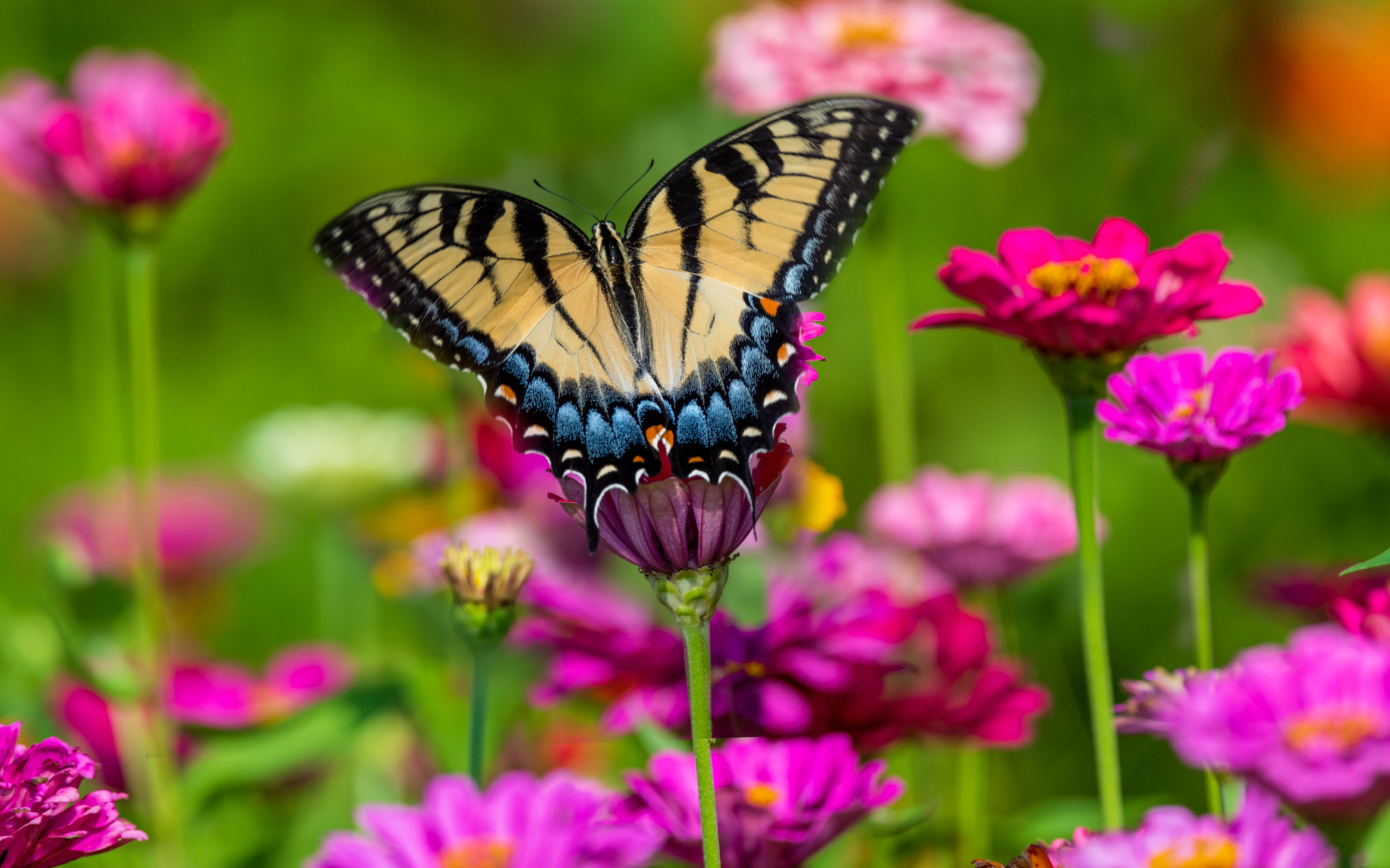 19 North American Butterflies You Might Spot in Your Backyard