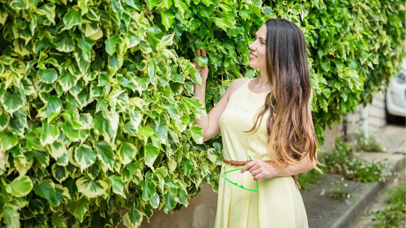 13 Gorgeous Vines That Transform Fences and Walls