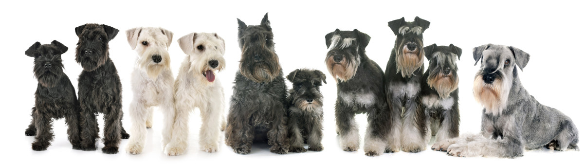Dog Breeds That Rock Beards and Mustaches Like Furry Gentlemen