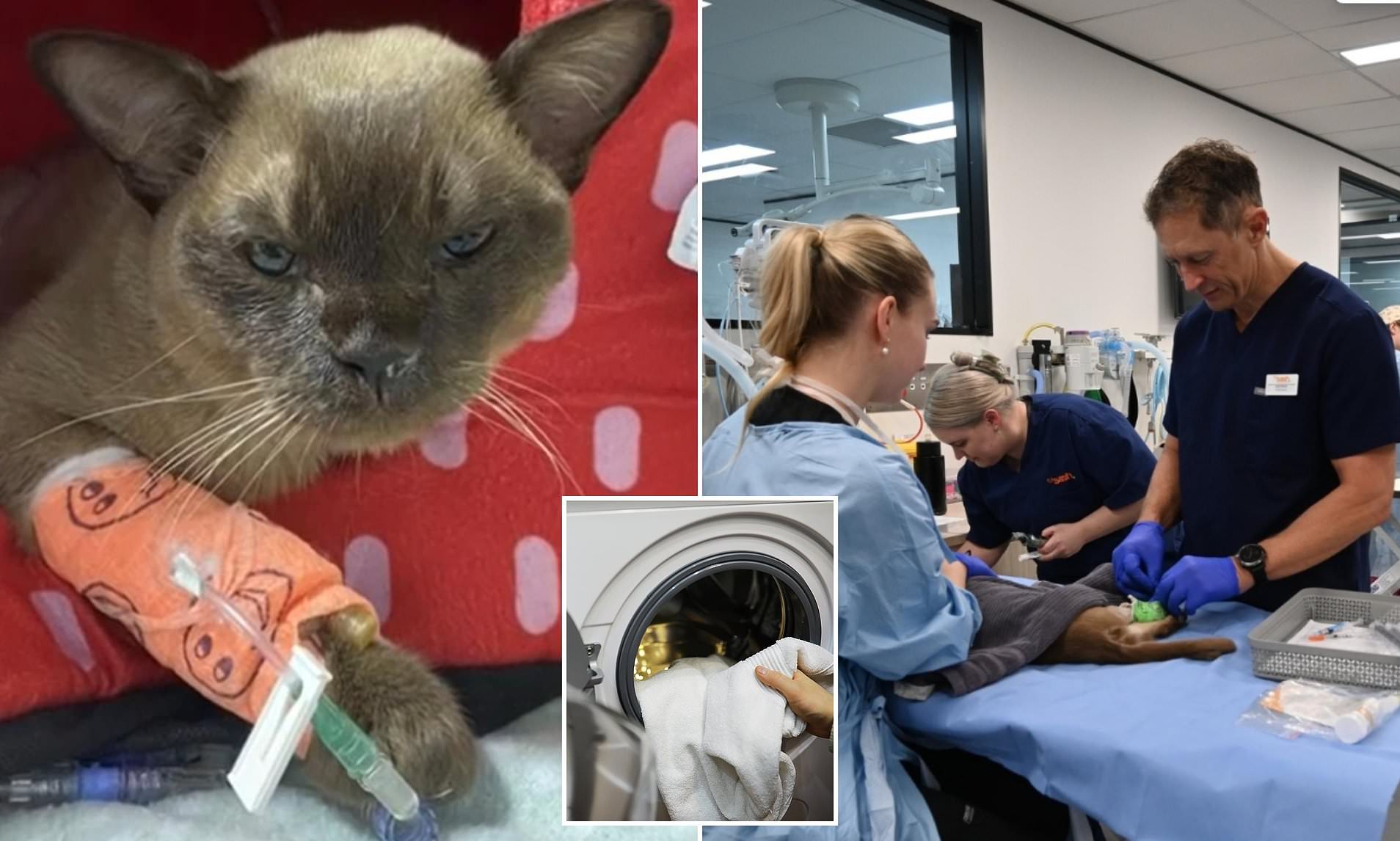 Pablo the cat's unbelievable one hour washing machine ordeal