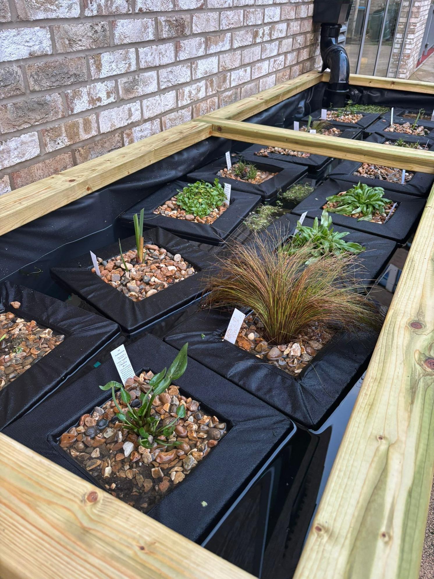 Stratford school garden blooms thanks to community grant