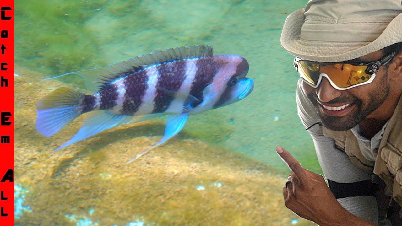 We FOUND a NEW SPECIES of FRESHWATER FISH in the Cleared POND!