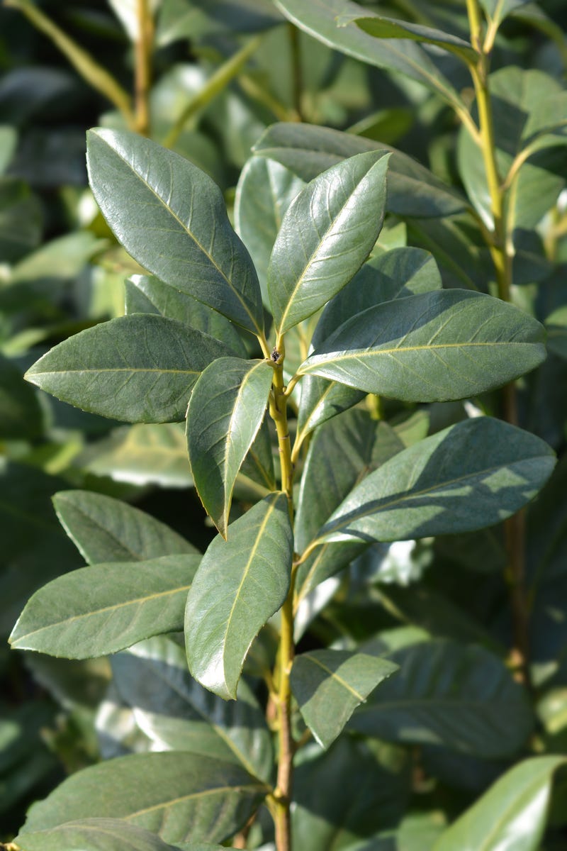 Turn Your Yard Into a Haven with Fast-Growing Privacy Trees