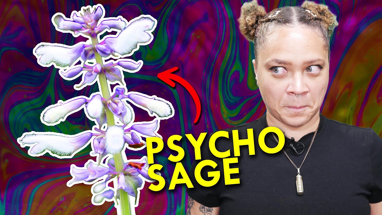 The Science of Salvia and Its Psychedelic Effects