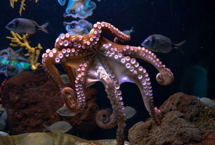 10 Fascinating Octopus Behaviors You've Probably Never Heard Of