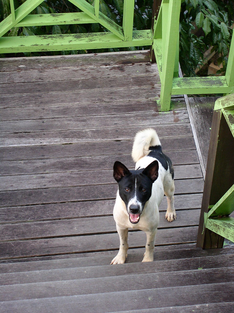 17 Rare Dog Breeds You’ve Never Heard Of