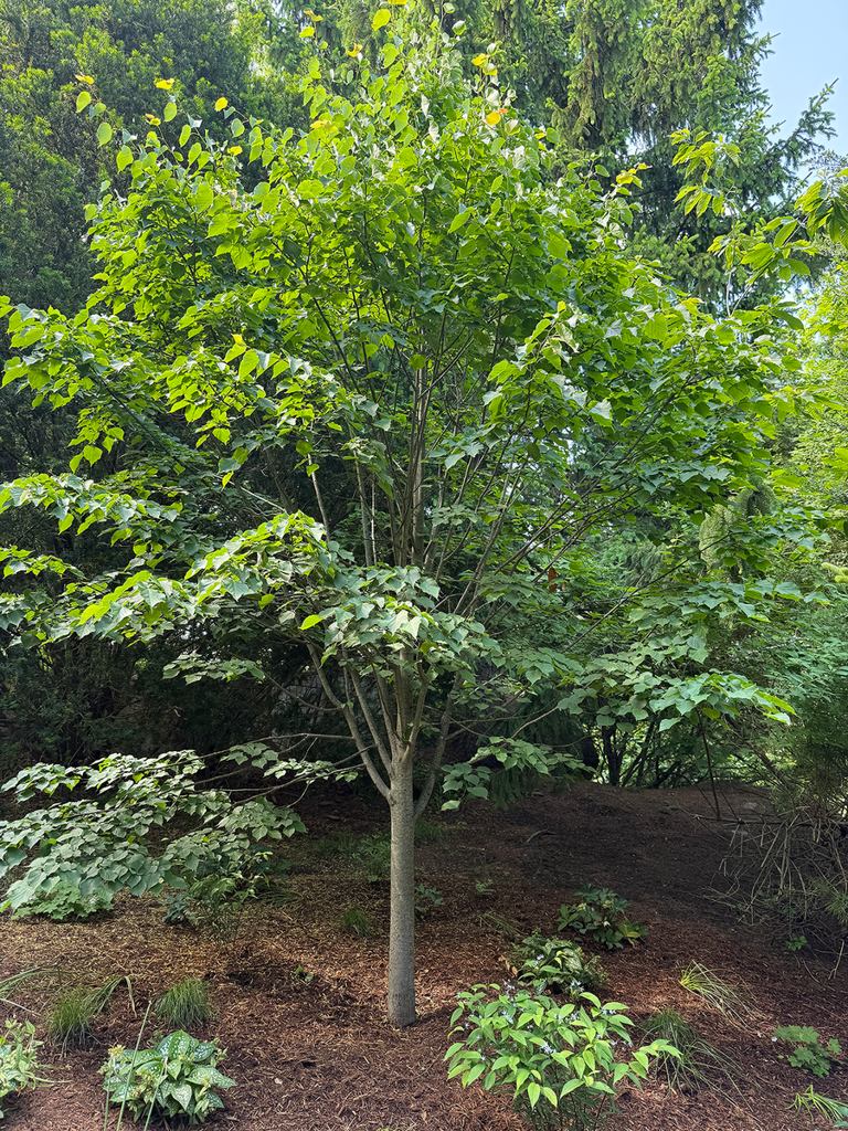 How Planting a Tree Helped Me Reclaim Joy After Loss