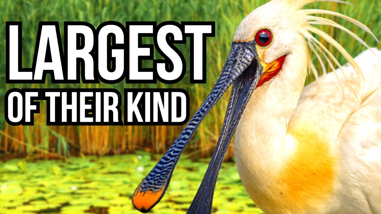 4 Beautiful Birds That Are The Largest Members Of Their Families