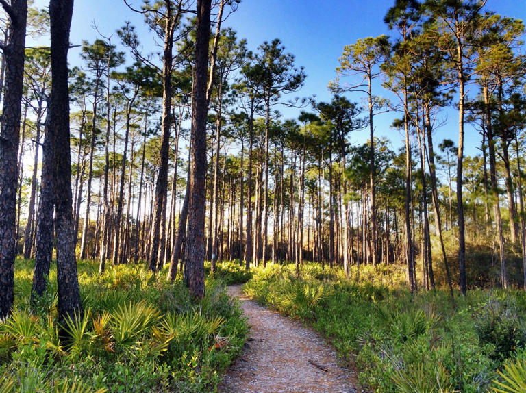 Caribbean calling? Southern Living lists 20 Florida beaches for ...
