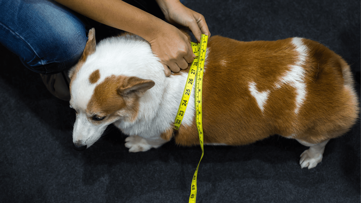 The 10 Signs Your Dog Could Be Dying Too Soon