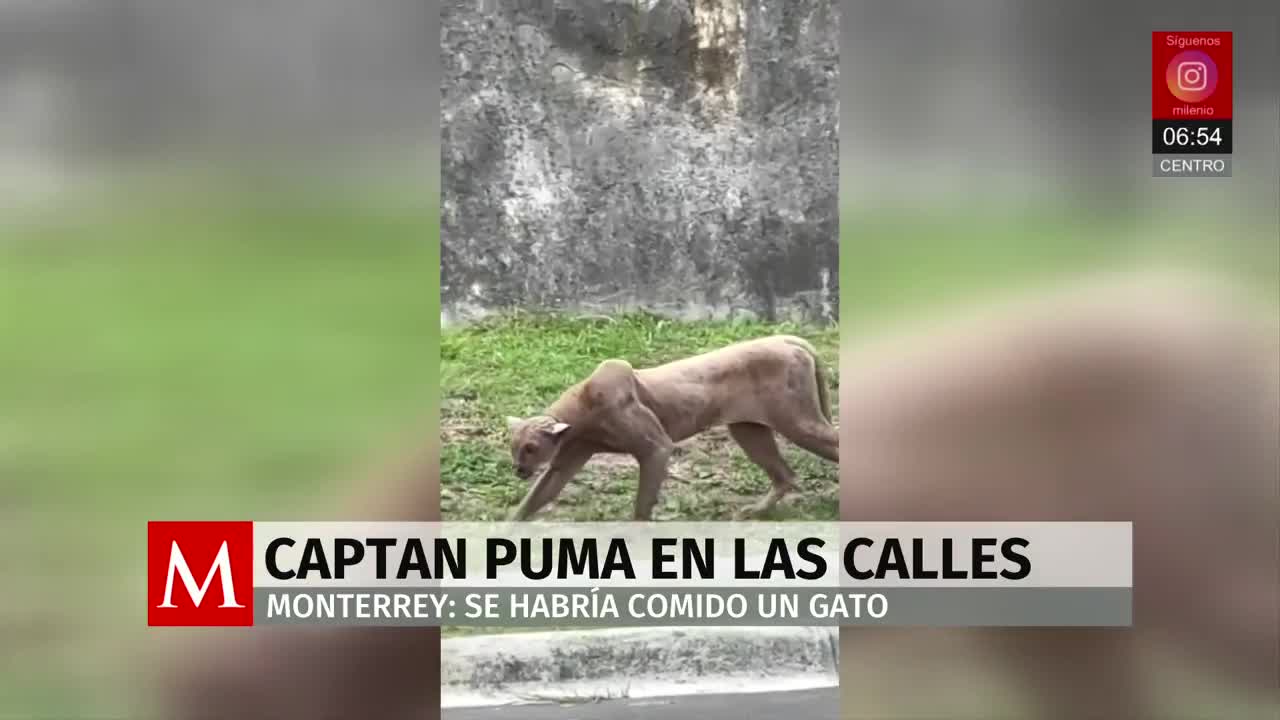Puma sorprende en calles de Monterrey; se habría comido a un gatito