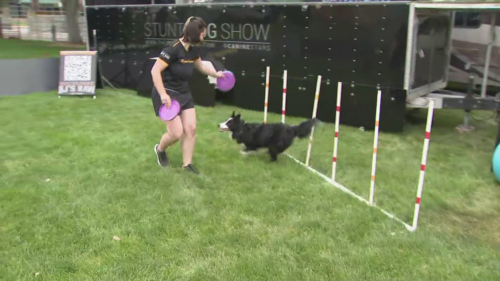 Canine Stars Stunt Dog Show to perform at Greeley Stampede