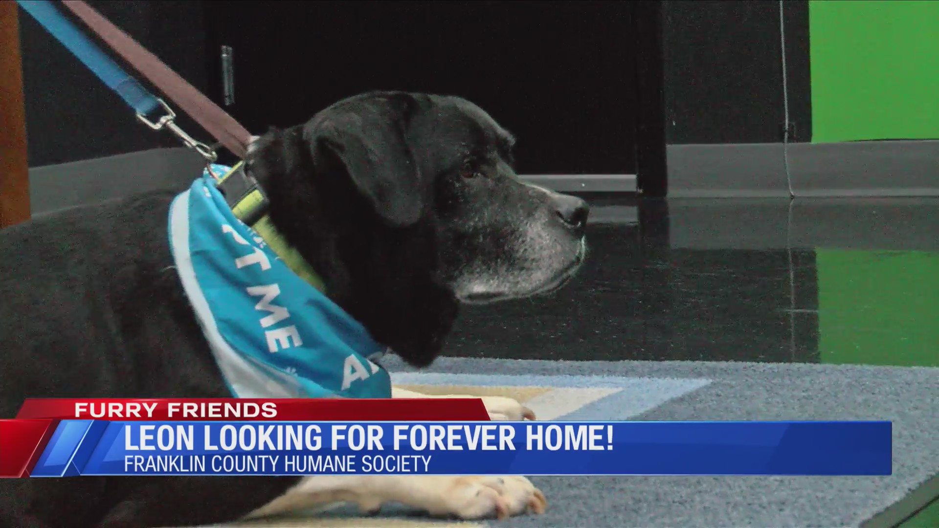 Furry Friends: Meet Leon