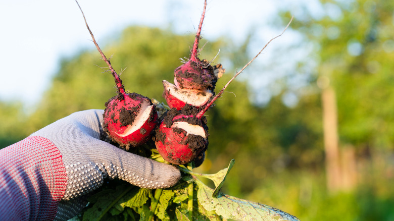 The Gardening Tip That Can Keep Your Radishes From Cracking