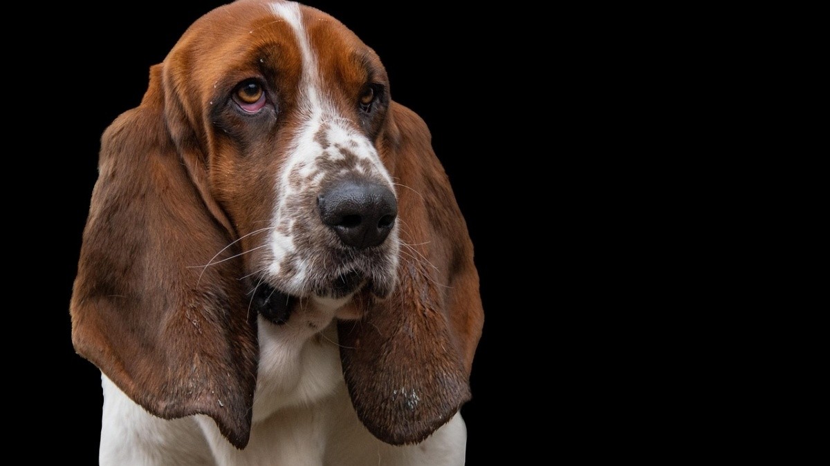How to tell if your dog is in pain: mild signs you shouldn't ignore