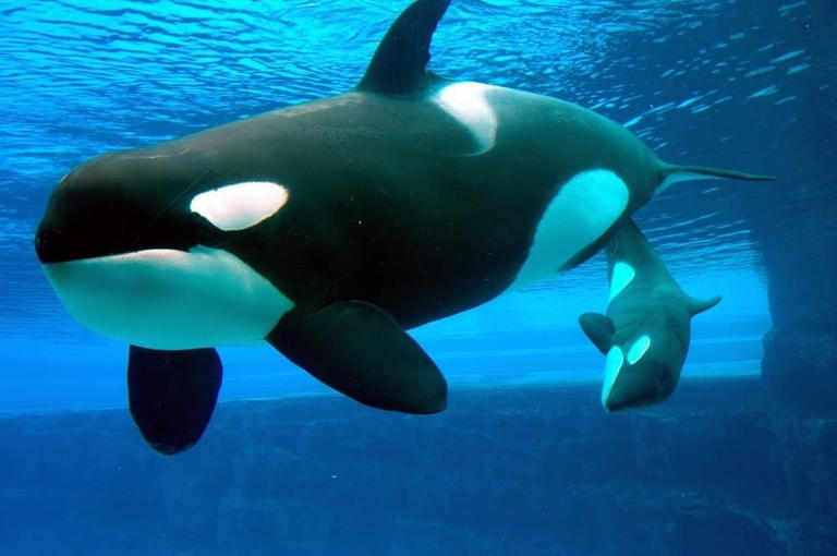 Orca Lifespan: How Long Do Orcas Live?