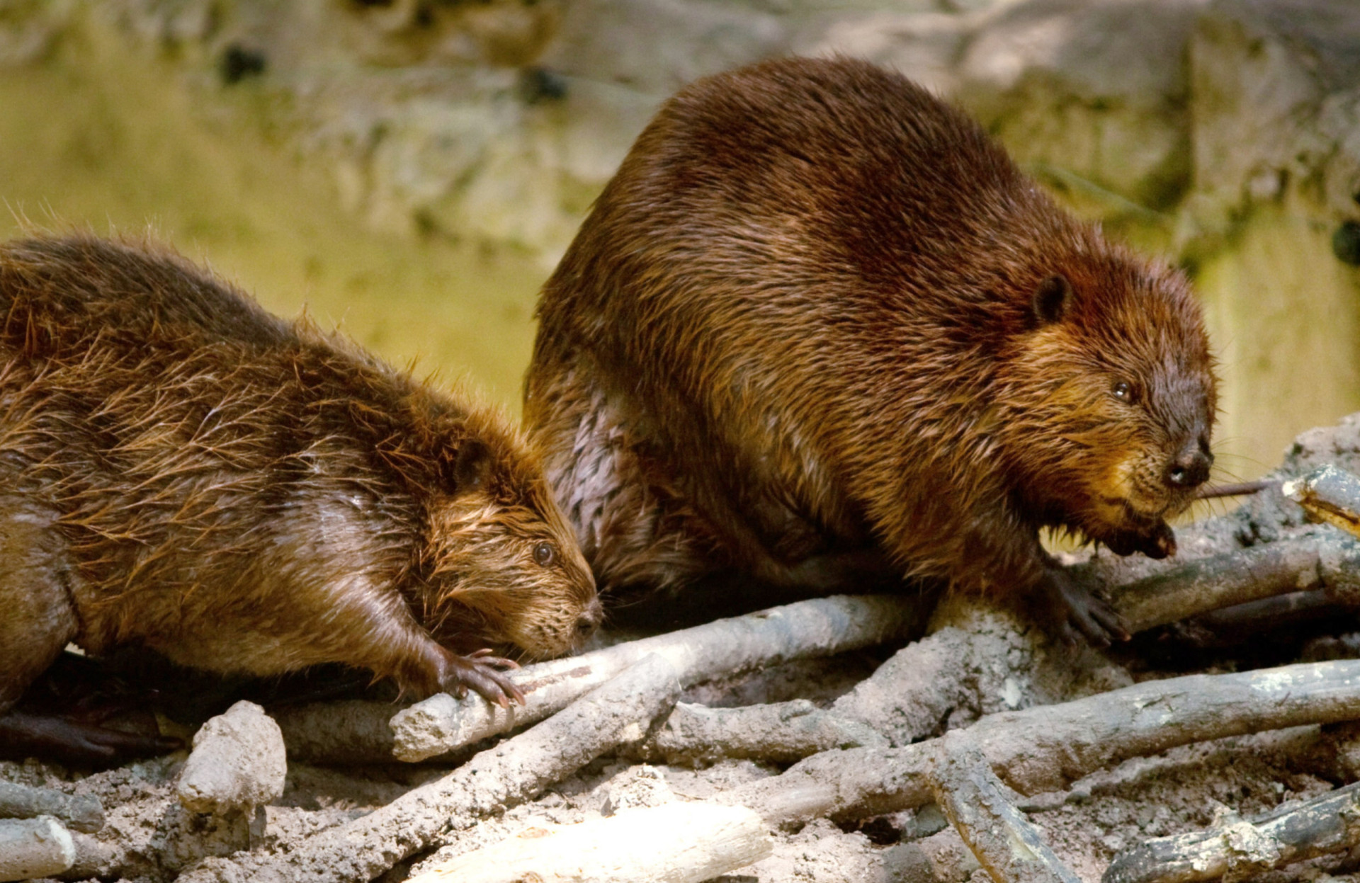 These beavers built a dam in just one night