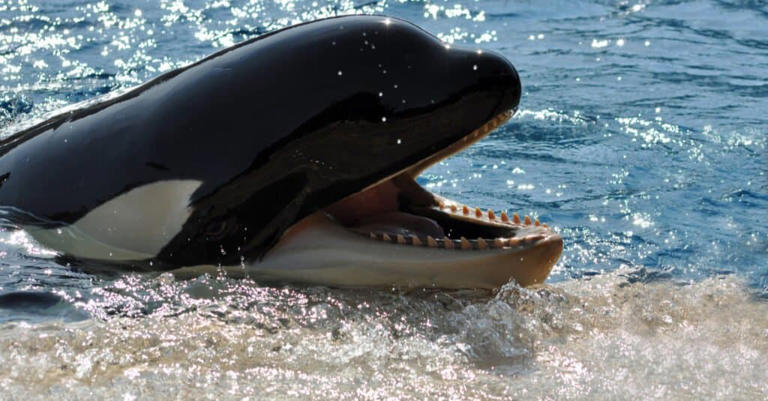 Orca Lifespan: How Long Do Orcas Live?