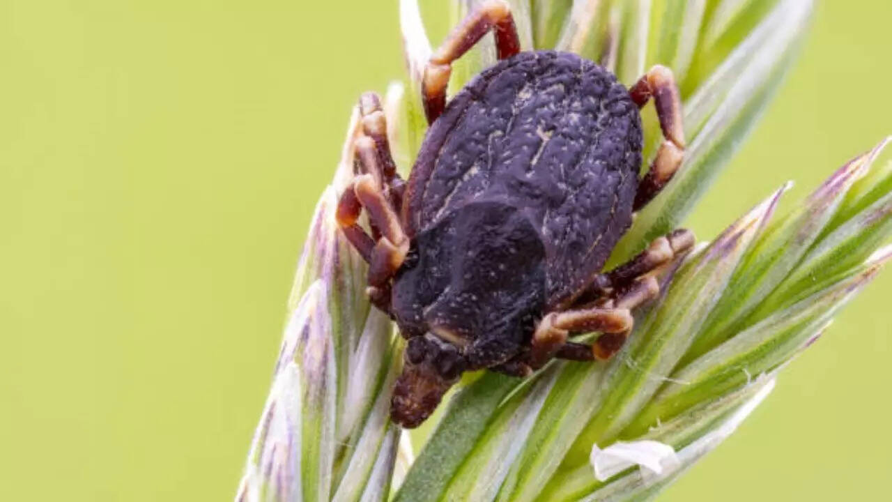 Tick alert: Scientists warn of increasing tick population in US ...