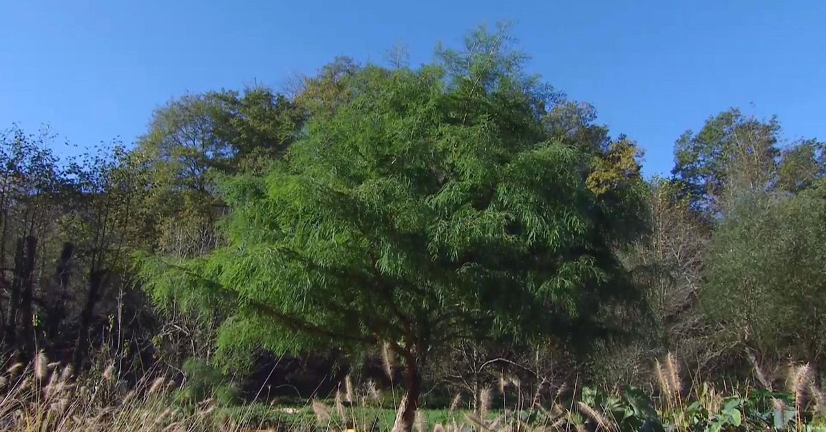 Guía definitiva de cuidados del ahuehuete (Taxodium mucronatum ...
