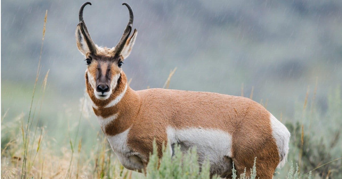 10 Notable Facts About Pronghorns