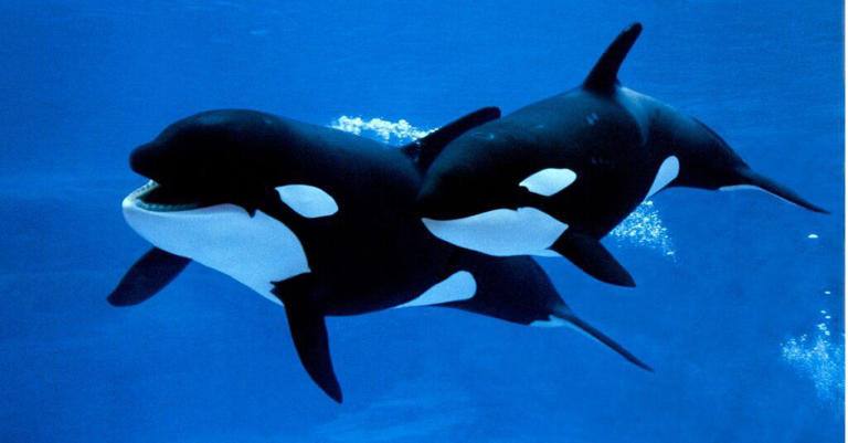 Orca Lifespan: How Long Do Orcas Live?