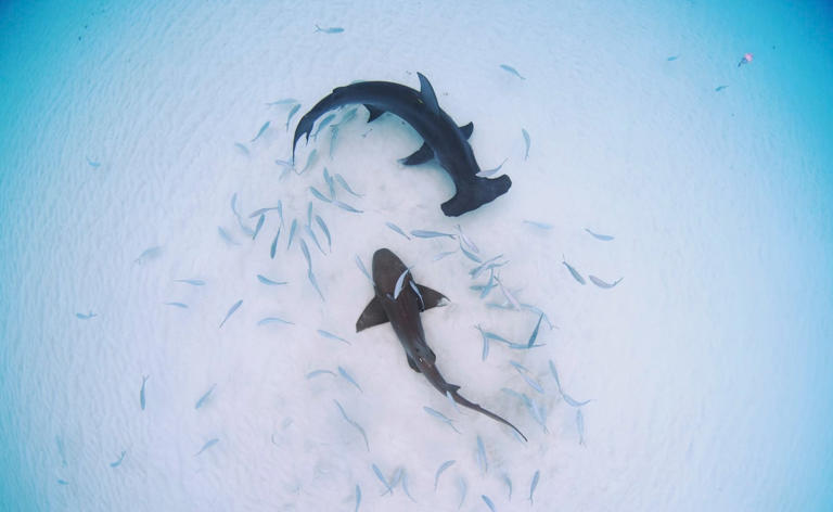 Sharks Freeze When You Turn Them Upside Down And There's No Good Reason Why