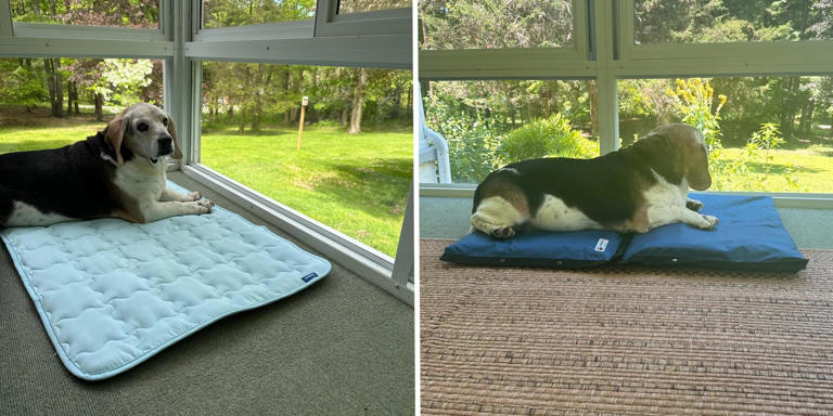 The best dog cooling mats and pads, tested and reviewed