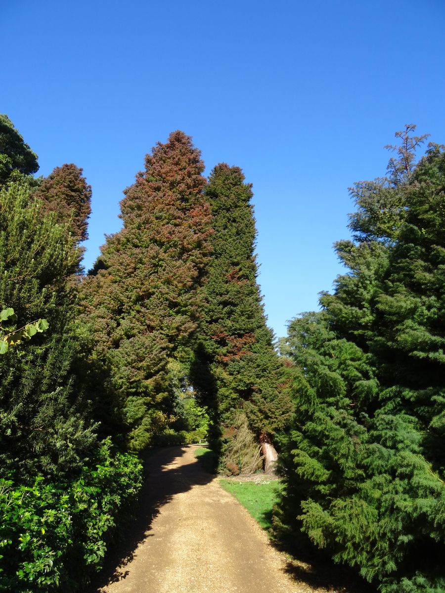 Turn Your Yard Into a Haven with Fast-Growing Privacy Trees