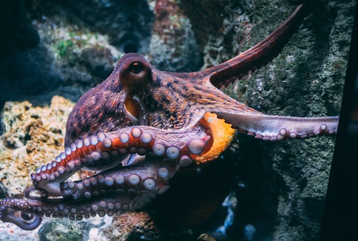 10 Fascinating Octopus Behaviors You've Probably Never Heard Of