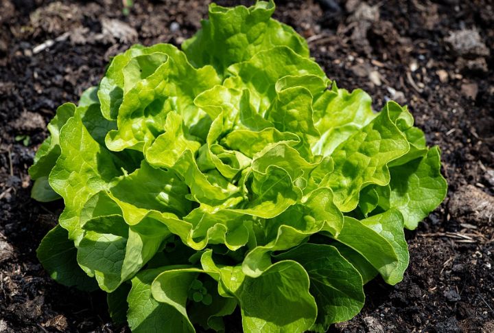10 Vegetables That Thrive Without Direct Sunlight