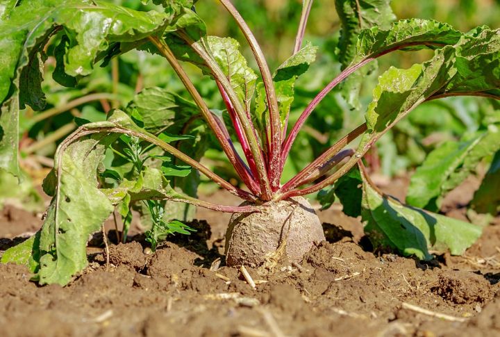 10 Vegetables That Thrive Without Direct Sunlight