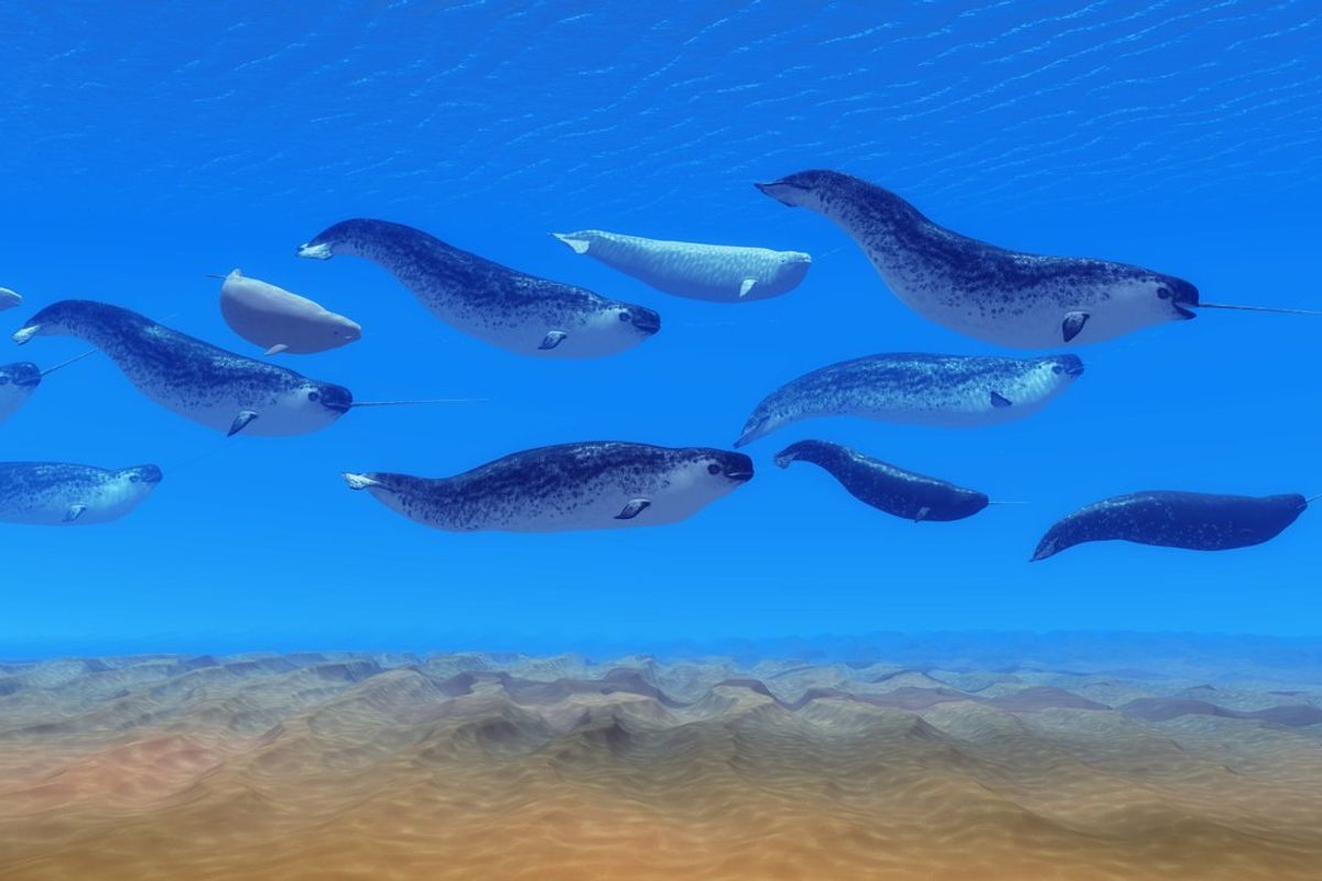 There's a sinister reason why you never see narwhals in aquariums