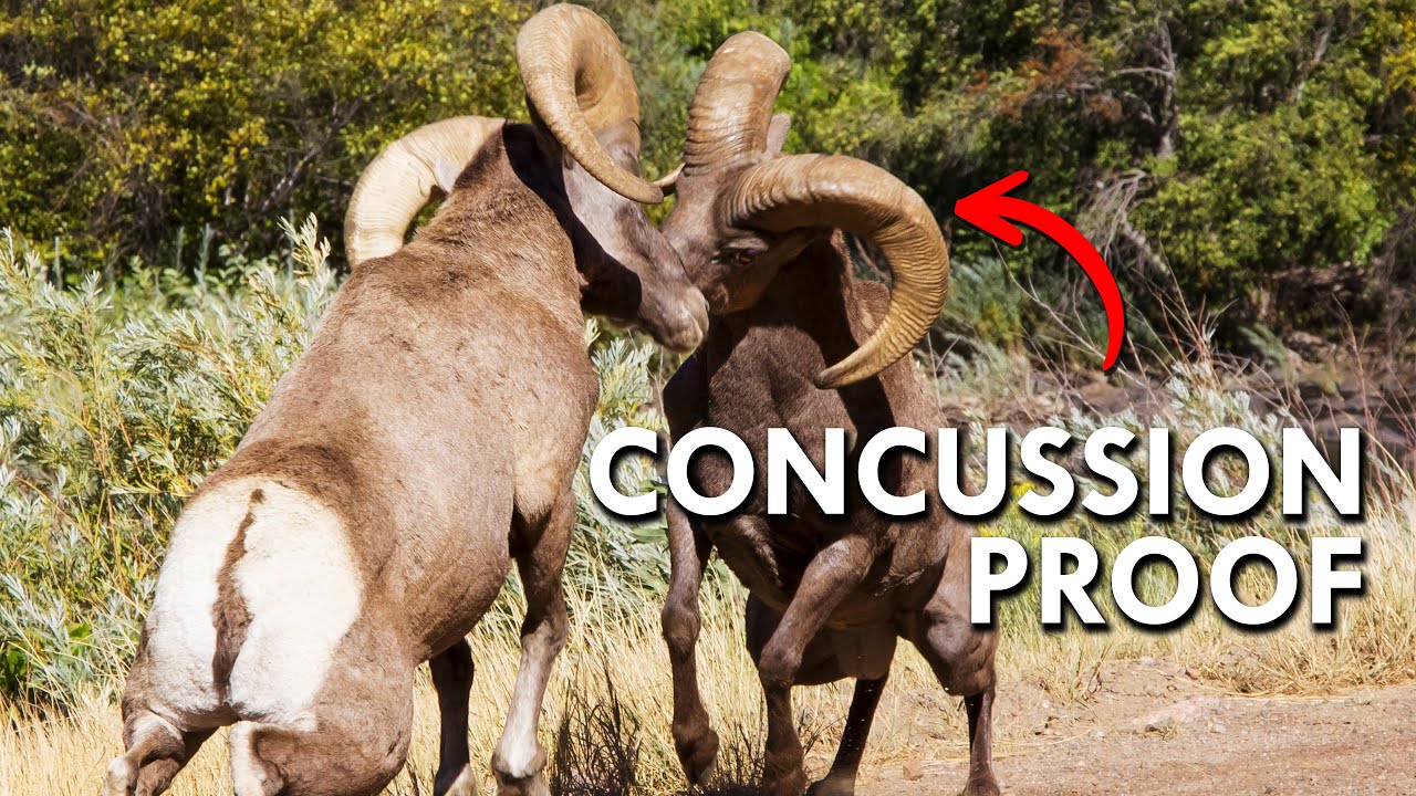 Bighorn Sheep Have Bubble Wrap Brains