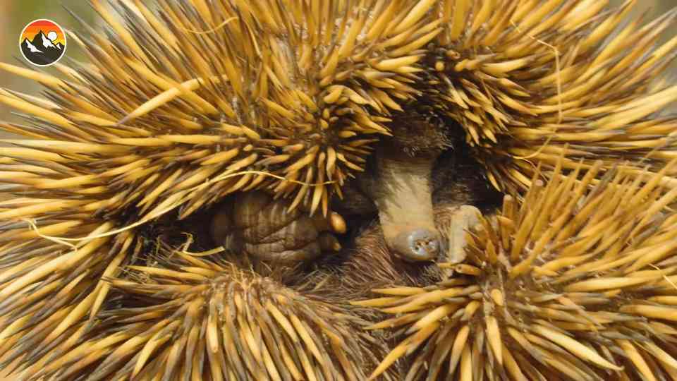 Ouch! Spiked by the World’s Sharpest Animal