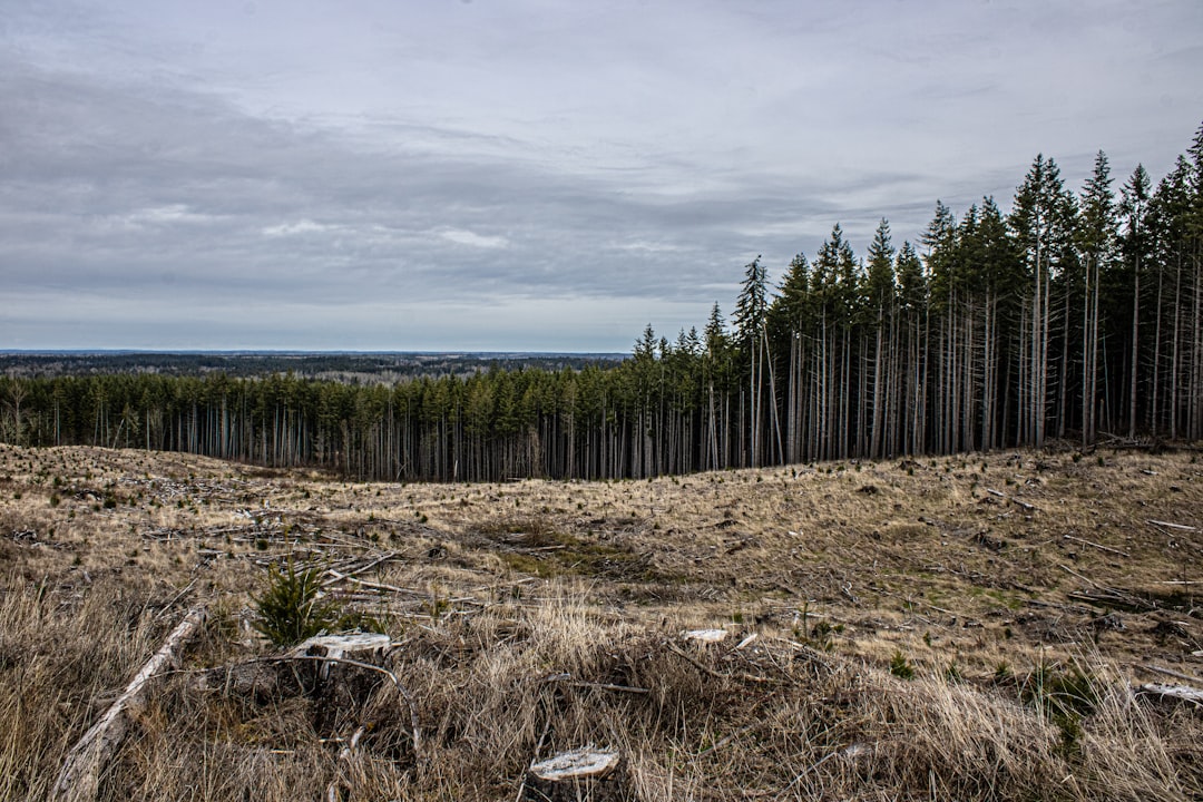 A New Tipping Point in Forests May Be Triggered by 2025