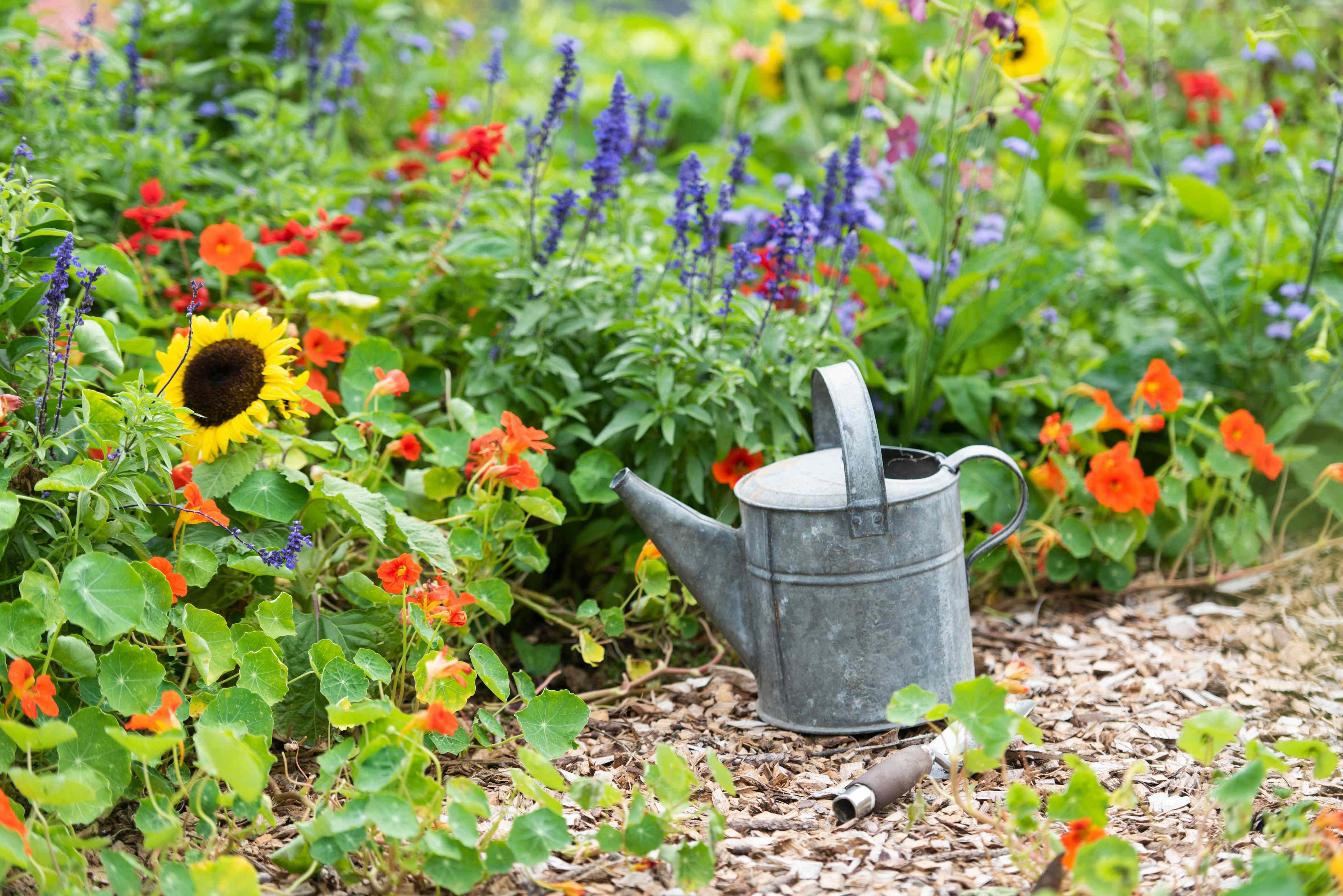 How to Use Fish Emulsion to Boost Your Garden’s Growth Naturally