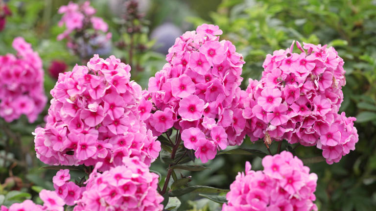 22 Best Plants To Grow Next To Hydrangeas For A Thriving Garden