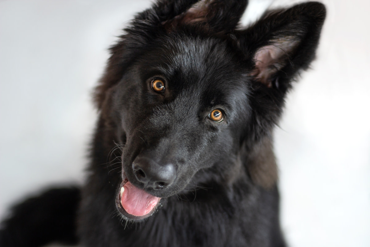 Funny German Shepherd Tries To Sneak Toy Bin Outside Like It's NBD