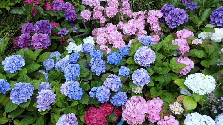 22 Best Plants To Grow Next To Hydrangeas For A Thriving Garden