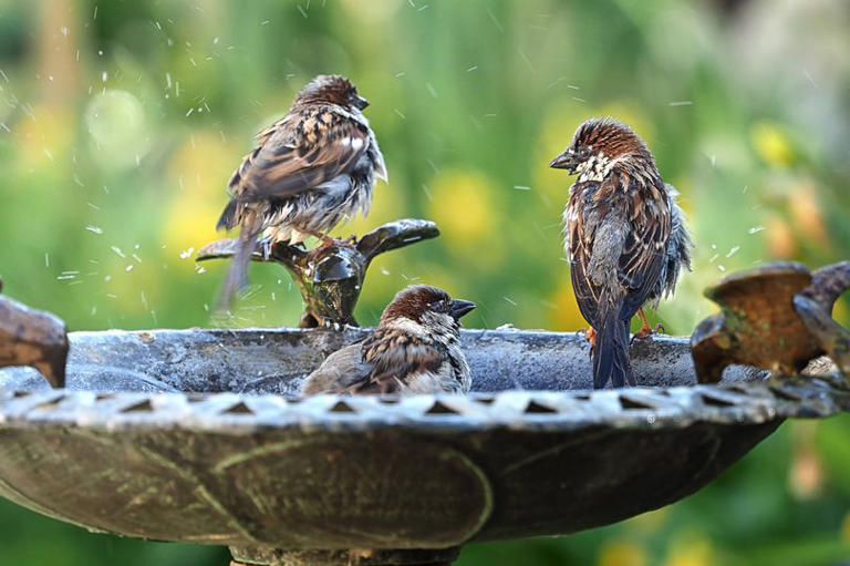 UK households with gardens urged to take action if they see sparrows