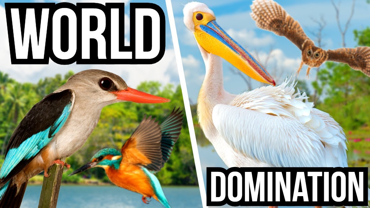 4 Birds That Have Almost Completely Taken Over The World