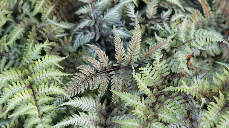 22 Best Plants To Grow Next To Hydrangeas For A Thriving Garden