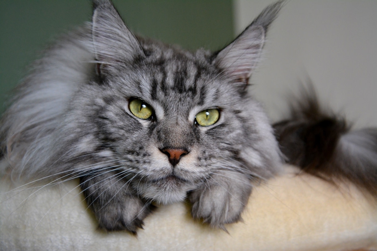 Maine Coon Cat Challenges Man To Staring Contest and the Winner Is Clear