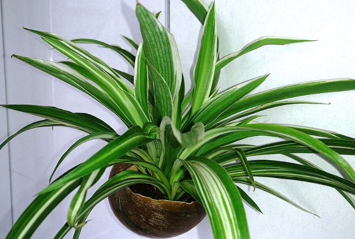 Want An Endless Indoor Plant Collection? Start With These 20