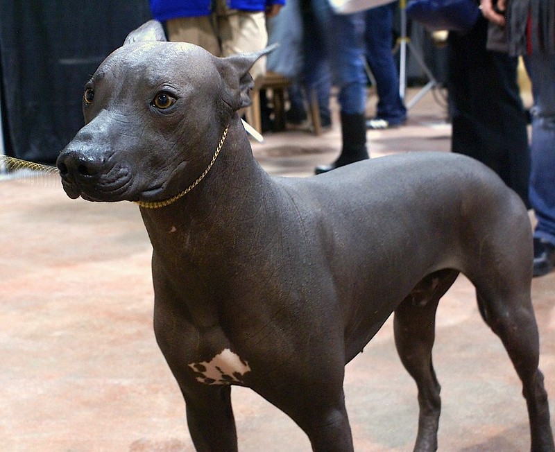 17 Rare Dog Breeds You’ve Never Heard Of