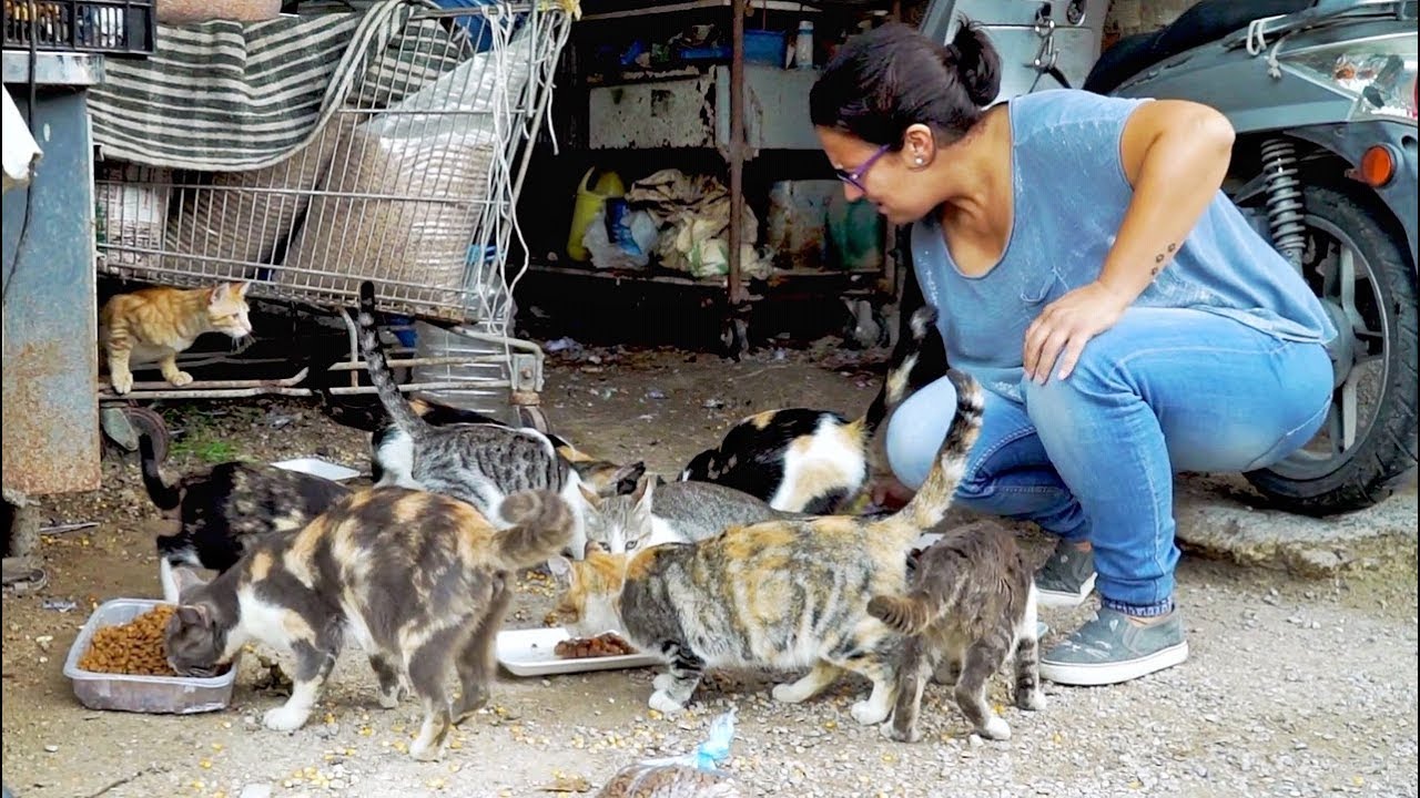 She Sacrificed Everything to Rescue Thousands of Stray Cats