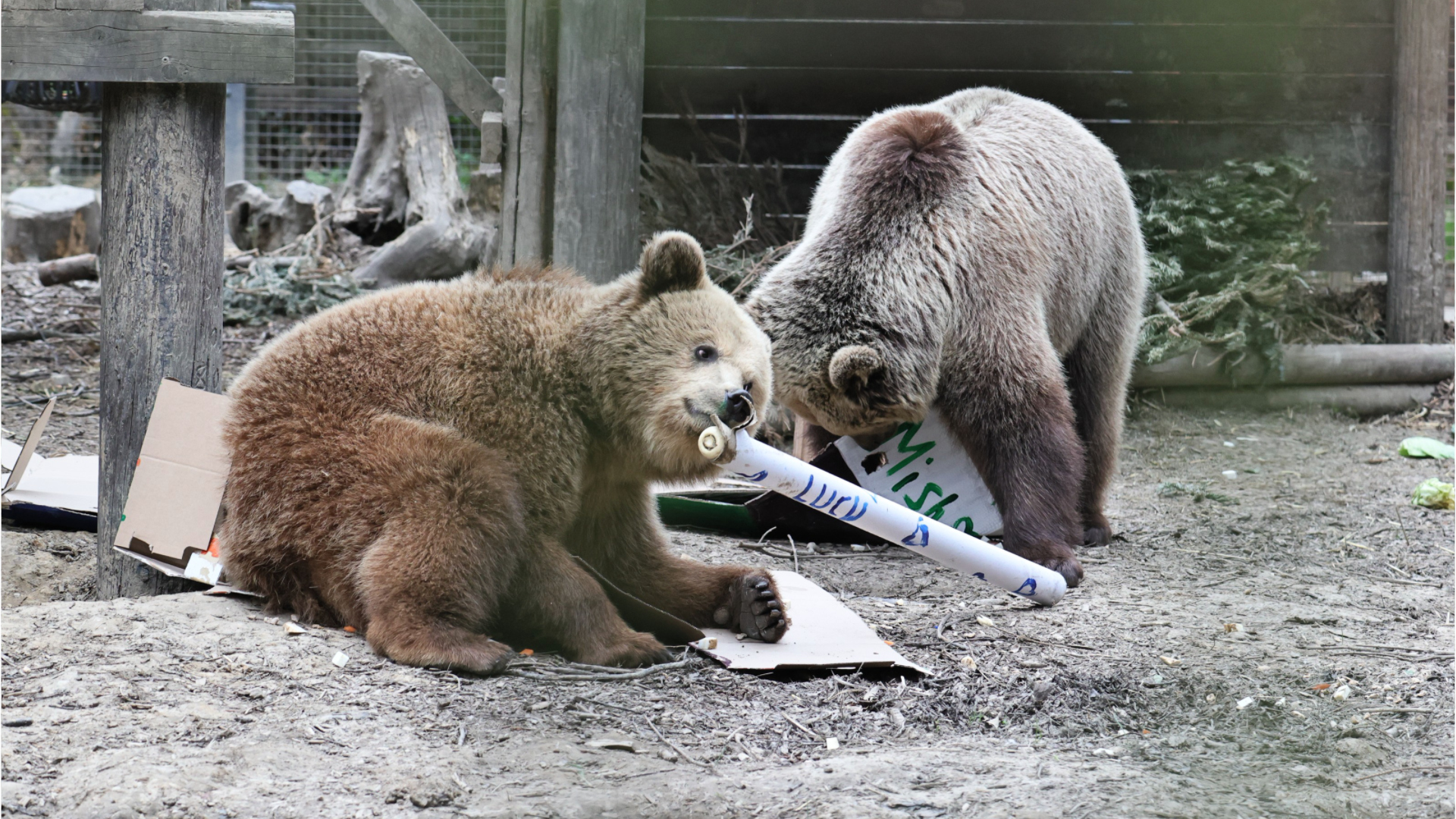 Bears Escape Enclosure At Devon Wildlife Park And Raid Honey Stores