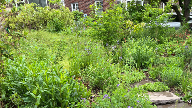 How ‘ecological gardening’ can beautify and simplify your yard