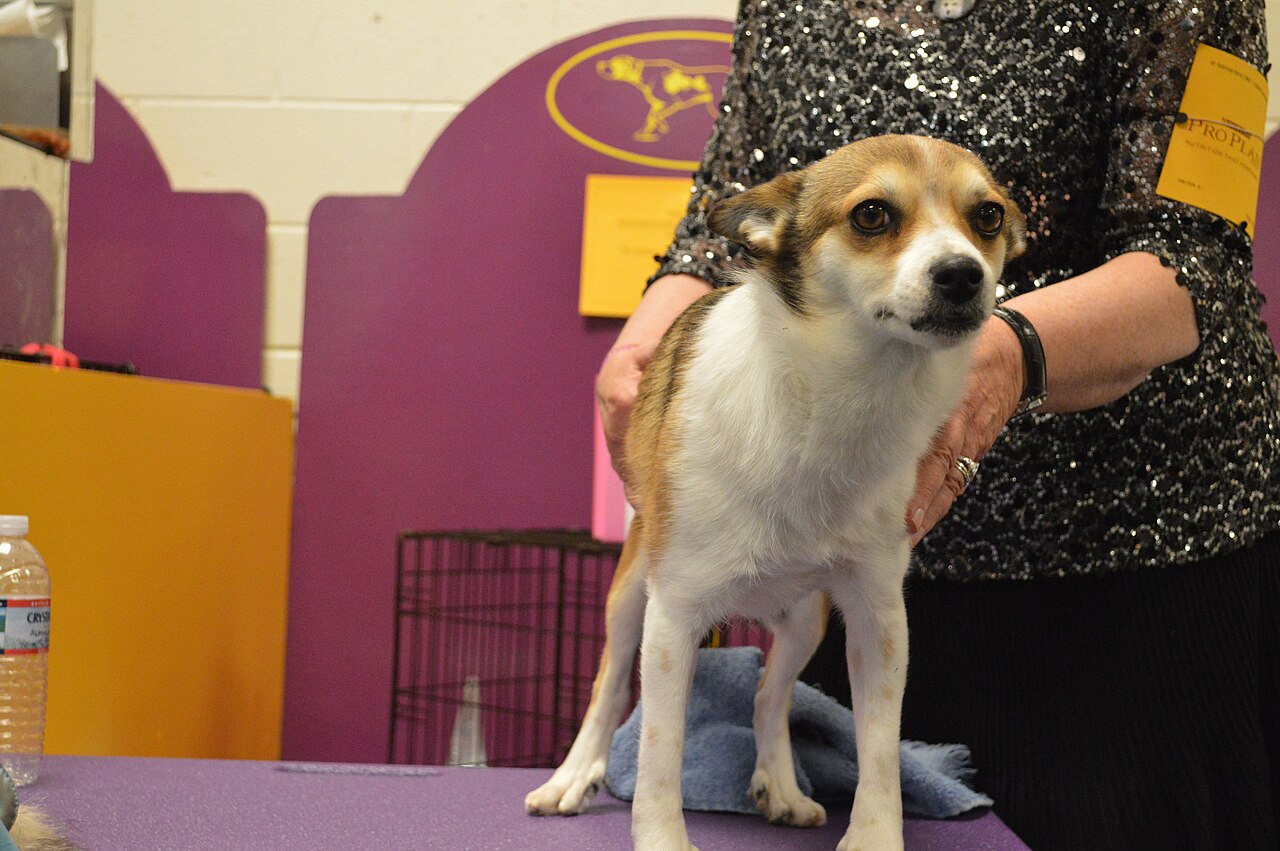 17 Rare Dog Breeds You’ve Never Heard Of